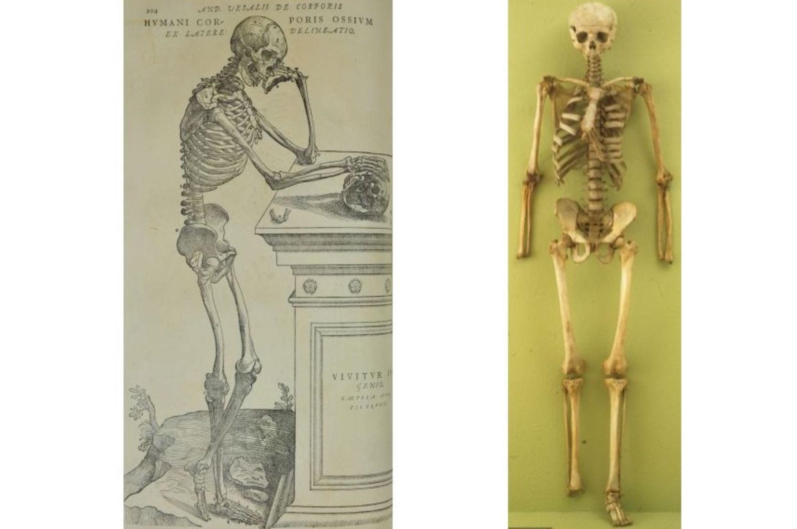 200 Jahre Anatomisches Museum der Universität Basel