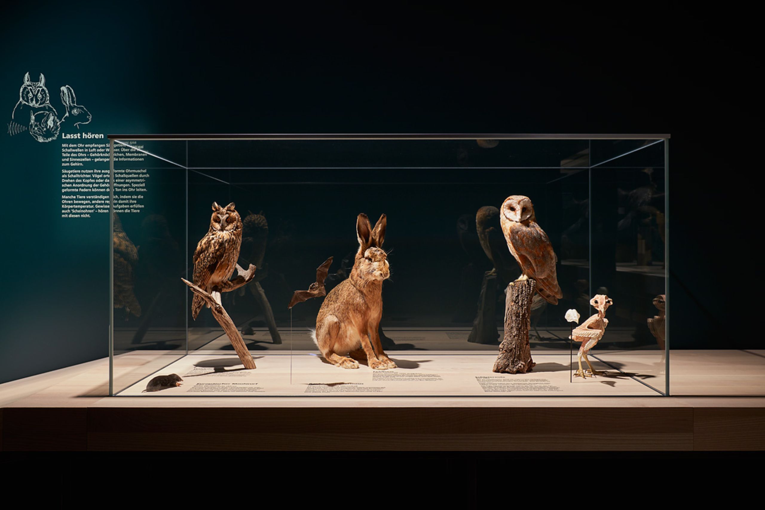 Showcase Nature – Birds, Mammals and Minerals of Switzerland